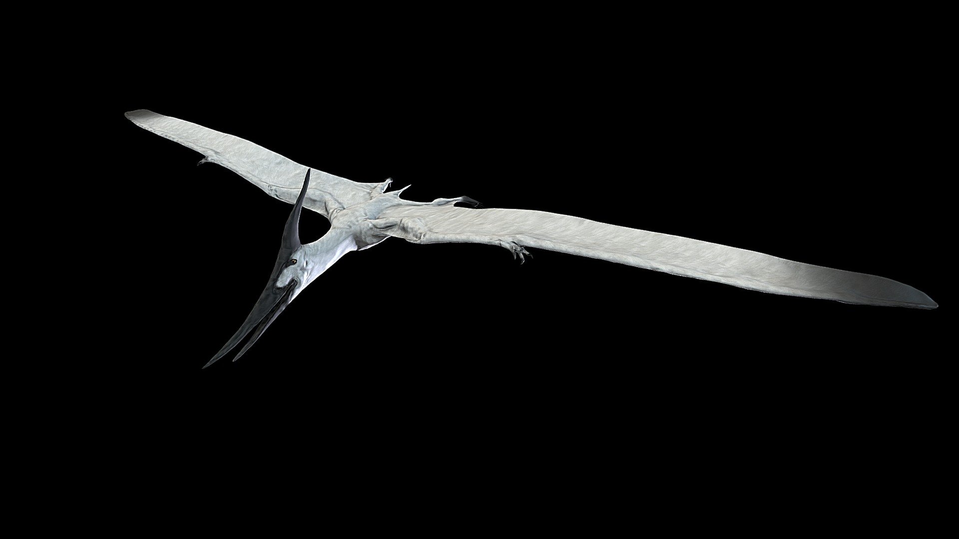 Pteranodon - Rigged - Buy Royalty Free 3D model by Iofry [e1b2ad7 ...