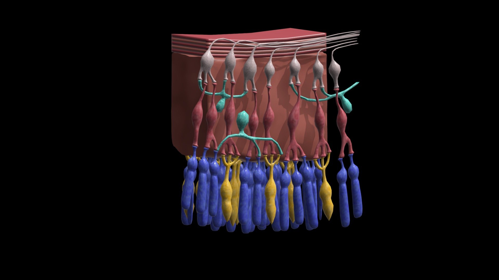Rods-and-cones-LODa - 3D model by Vida Systems (@objects1) [e1b6908 ...