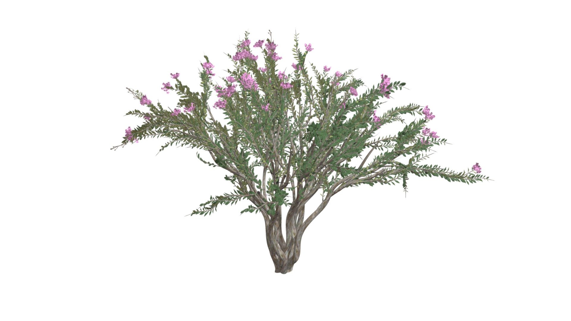 Crape Myrtle Plant #01 - Buy Royalty Free 3D model by meshshape ...