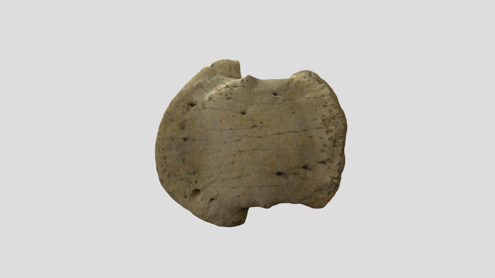 Hadrosaur toe digit fossil (L38A) - 3D model by Hong Kong Science ...
