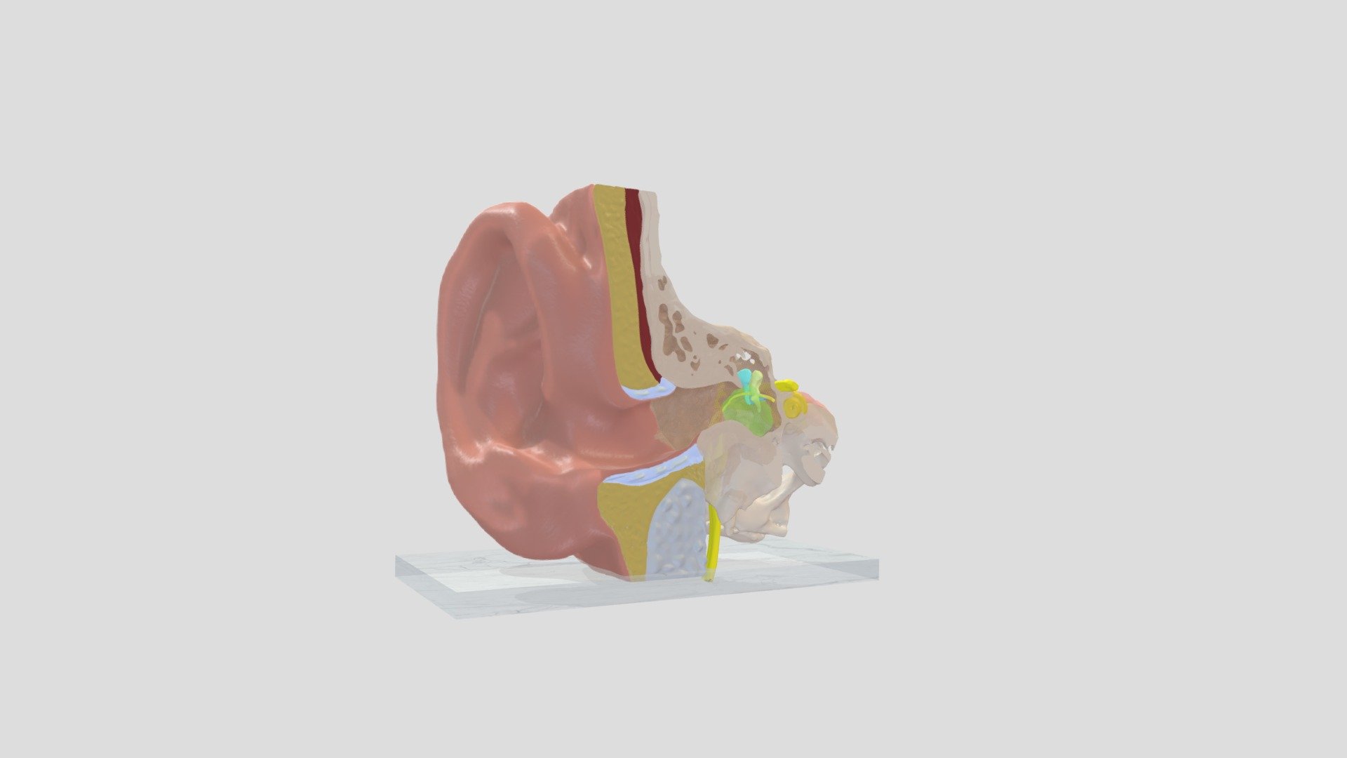Semitranparent petrous bone with tympanic cave - 3D model by ...