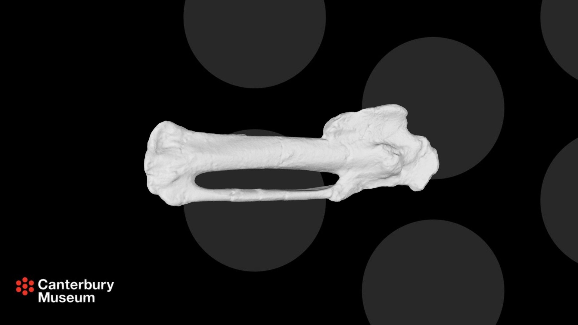 Muriwaimanu tuatahi left carpometacarpus - 3D model by Canterbury ...
