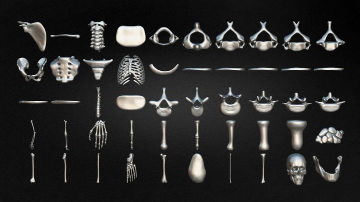 Clavicle 3D models - Sketchfab