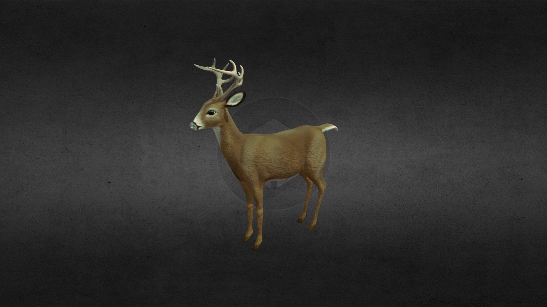 Deer (3D Deer model is very low poly model ) - Download Free 3D model ...