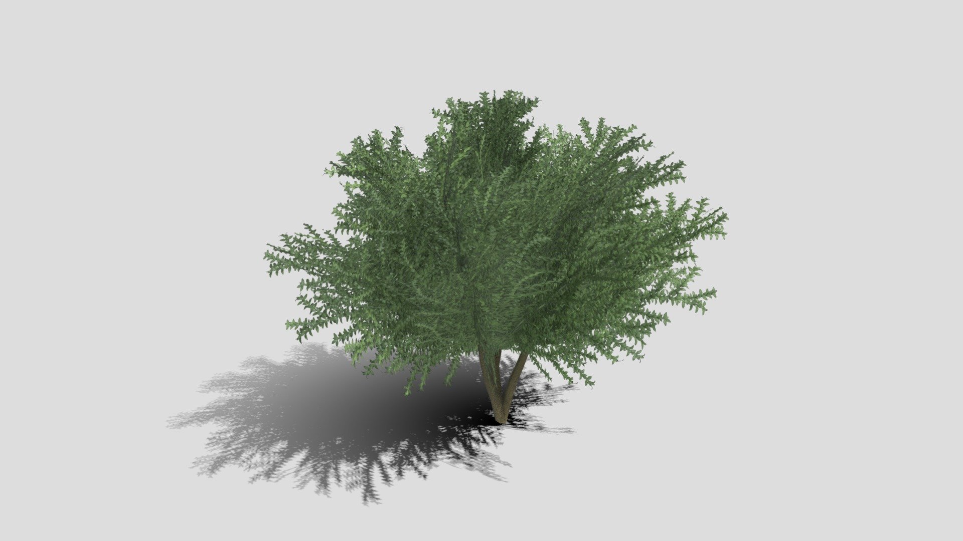 Boxwood Tree Version 11 - Buy Royalty Free 3D model by VIS-All-3D (@VIS ...
