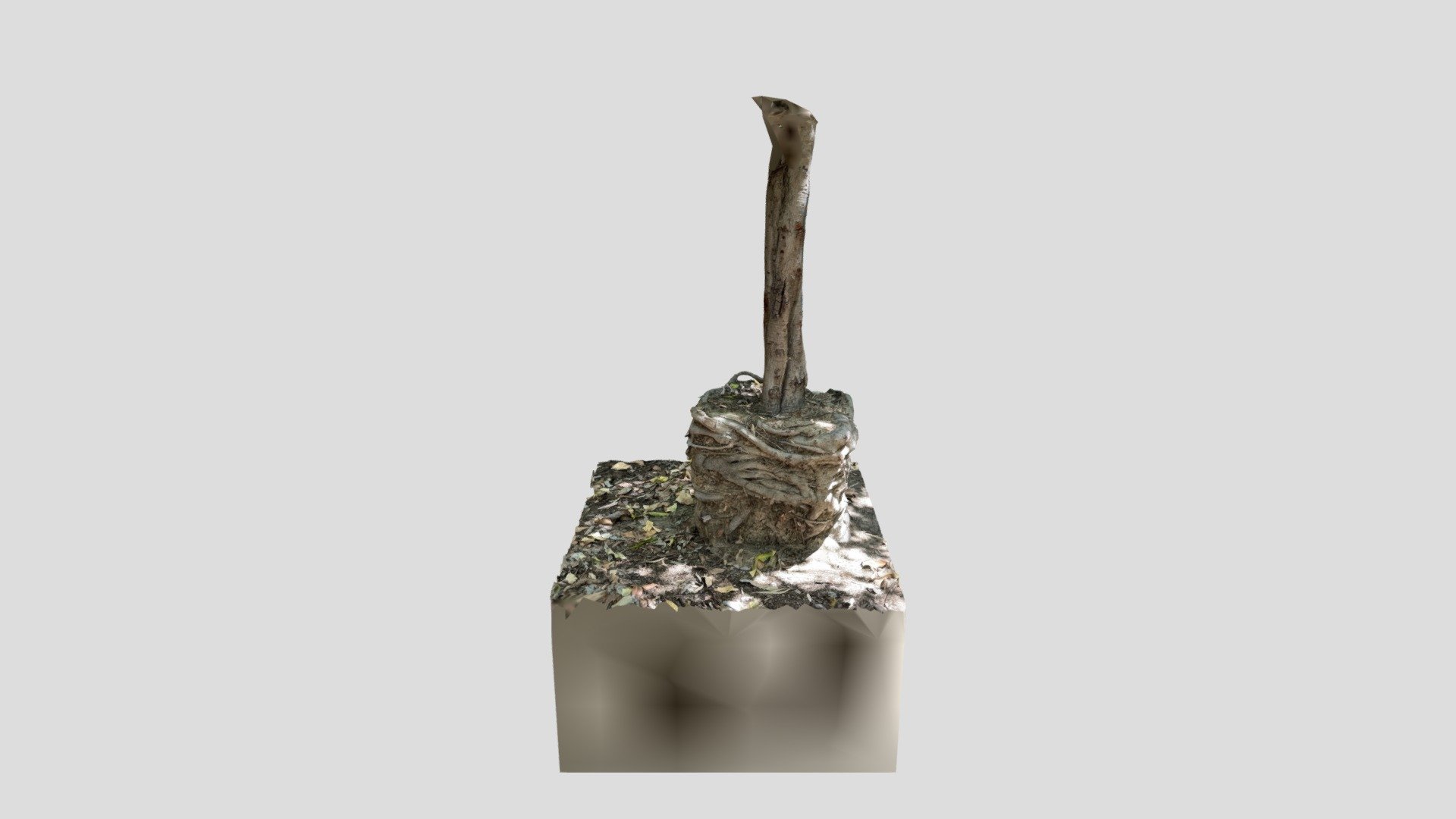 Box Tree - Download Free 3D model by garagestudios [e1ca9cf] - Sketchfab