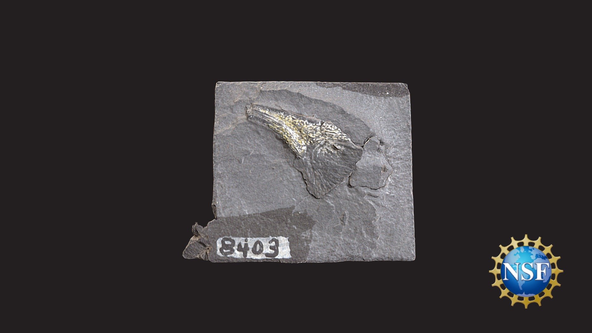 CMNH 8403 Micro Arthrodire Suborbital - 3D model by Cleveland Museum of ...