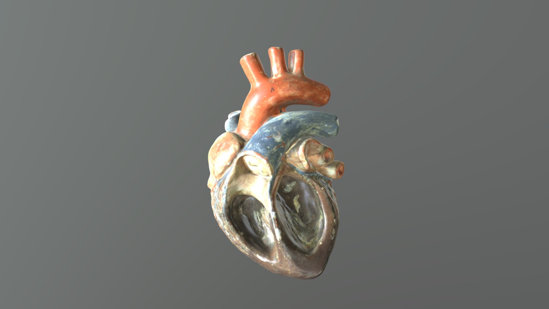 Heart anatomy model - Download Free 3D model by Digitalmaison [e1d0173 ...