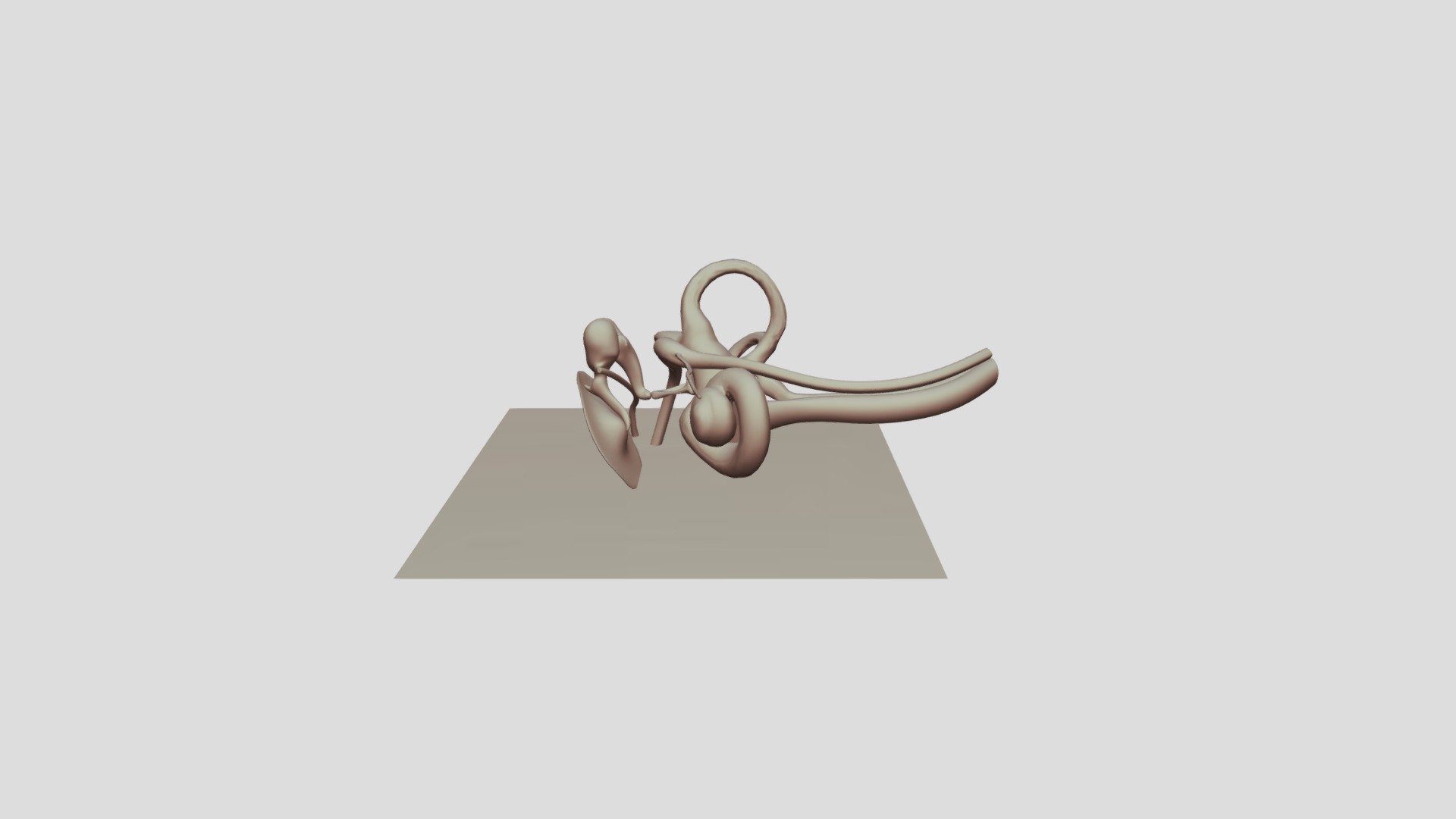 anatomy-of-the-inner-ear - 3D model by taylorr [e1d68de] - Sketchfab