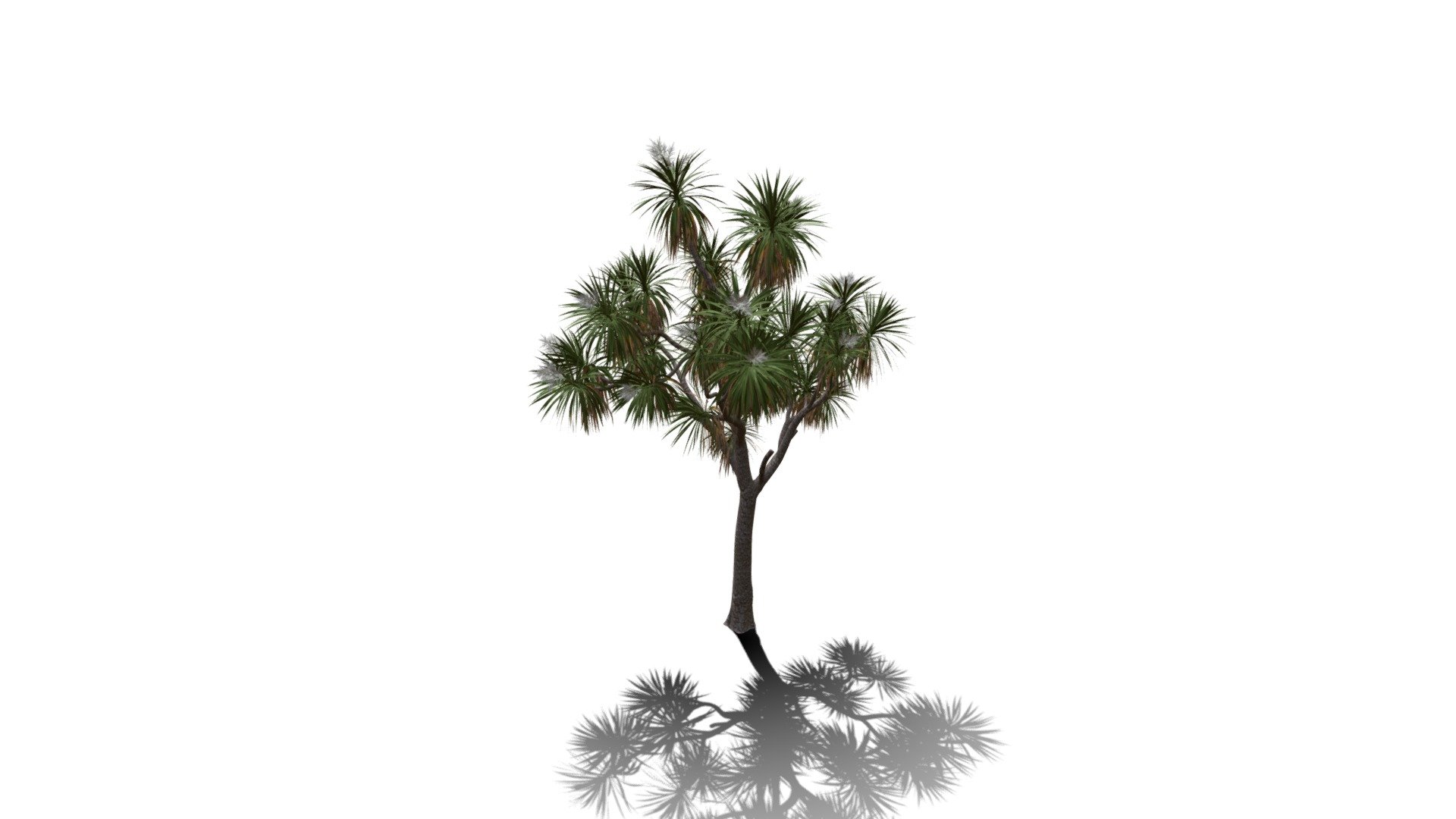 Realistic HD Cabbage tree (19/50) - Buy Royalty Free 3D model by ...