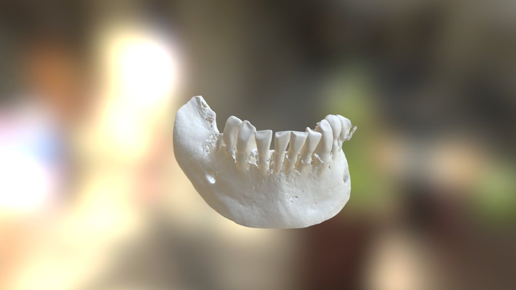 Mandible - Download Free 3D model by digitaldentistryeducation (@c ...