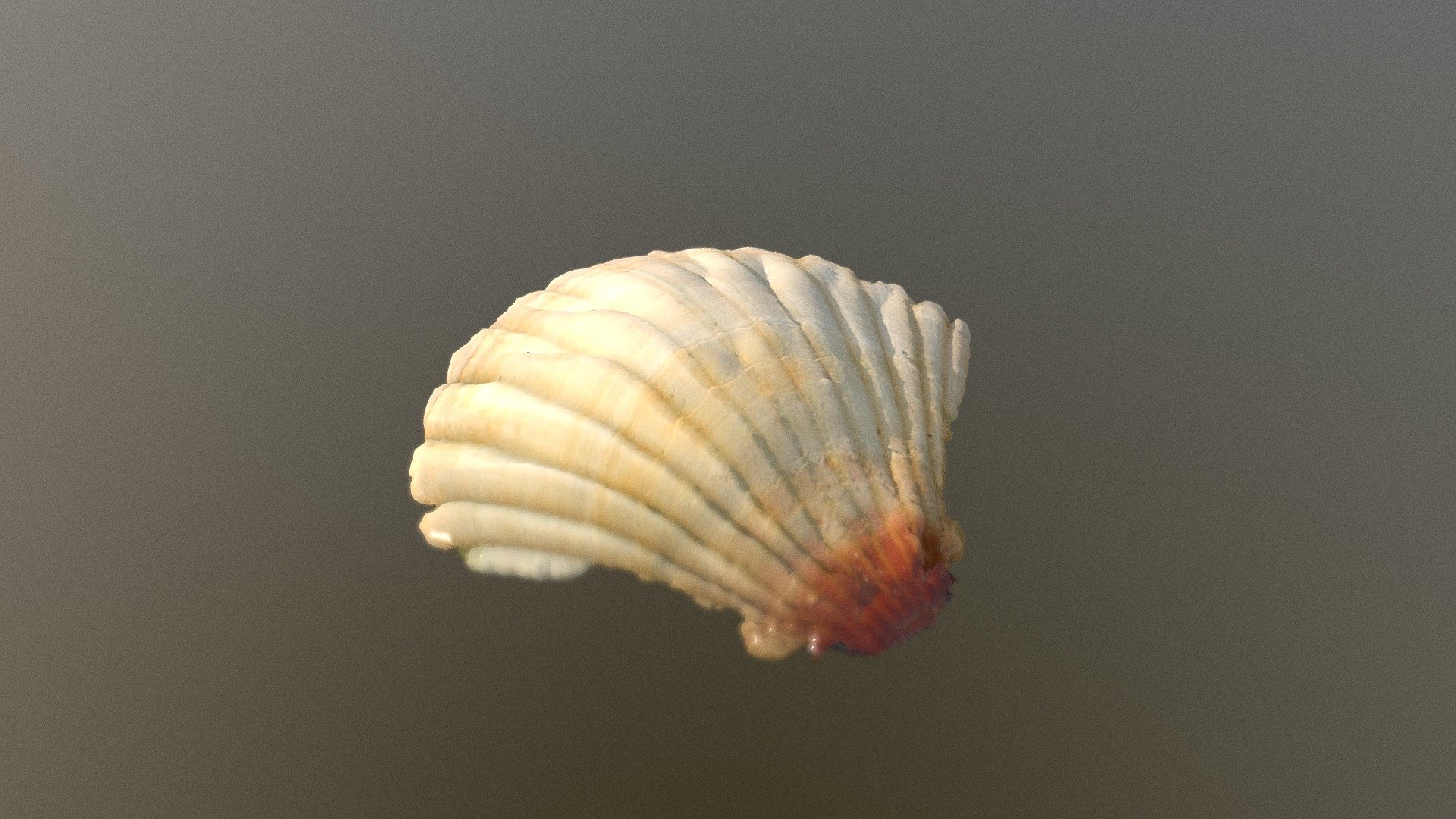 Sculpt January #25 | Shell - 3D model by TheCGMaster [e1e001d] - Sketchfab