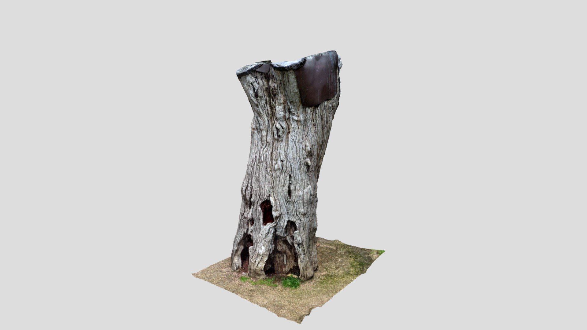 Wurundjeri Scarred Tree [Fitzroy, Melbourne] - 3D model by All Hallows ...