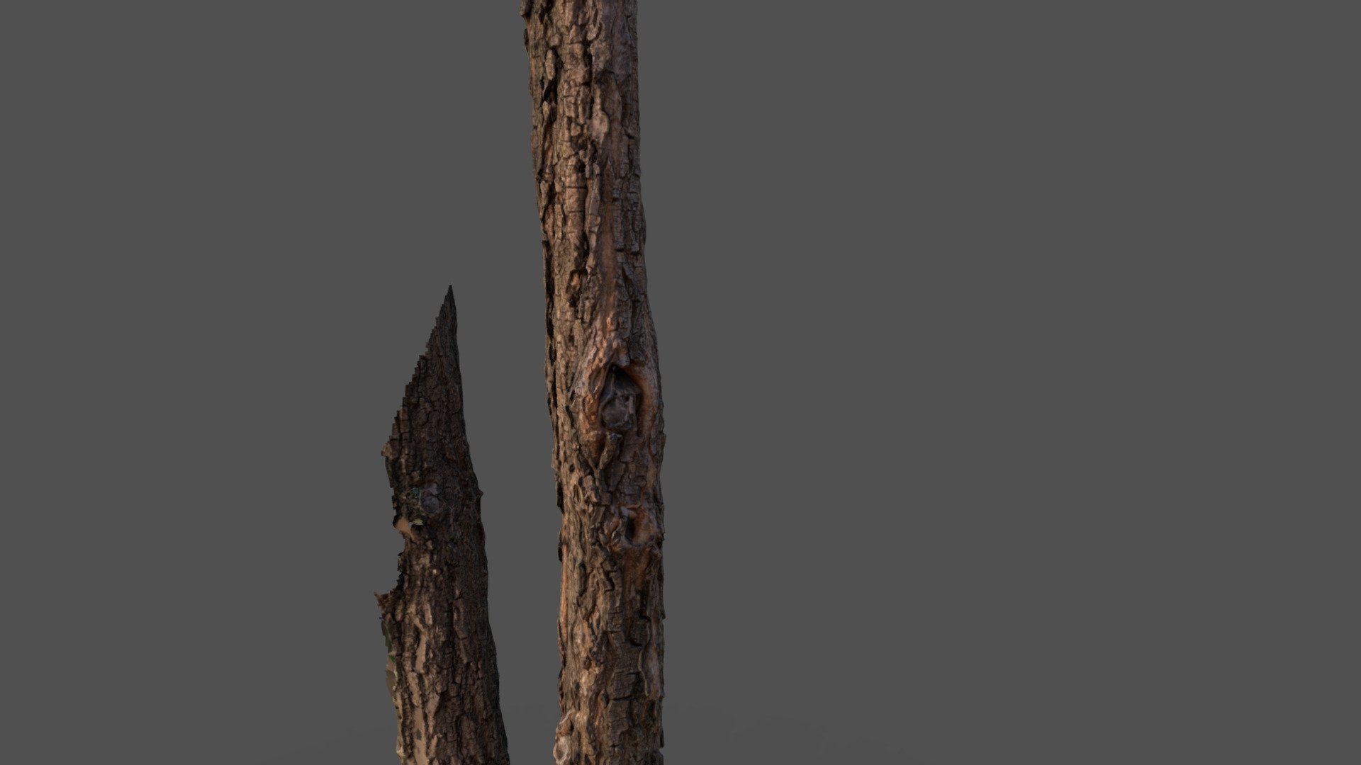 Tronco_salix_bonplandiana_AHUEJOTE2 - 3D model by Victor Hugo Franco ...
