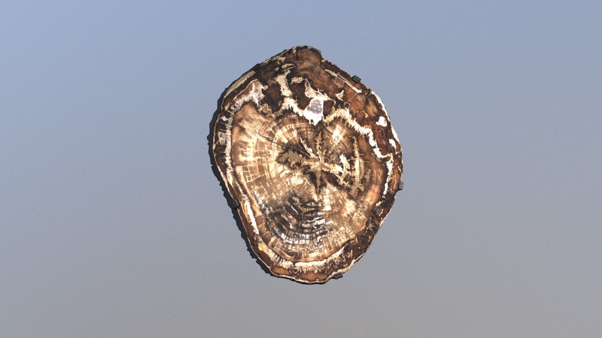 Petrified Wood Photo Scan - Download Free 3D model by Austin Beaulier ...