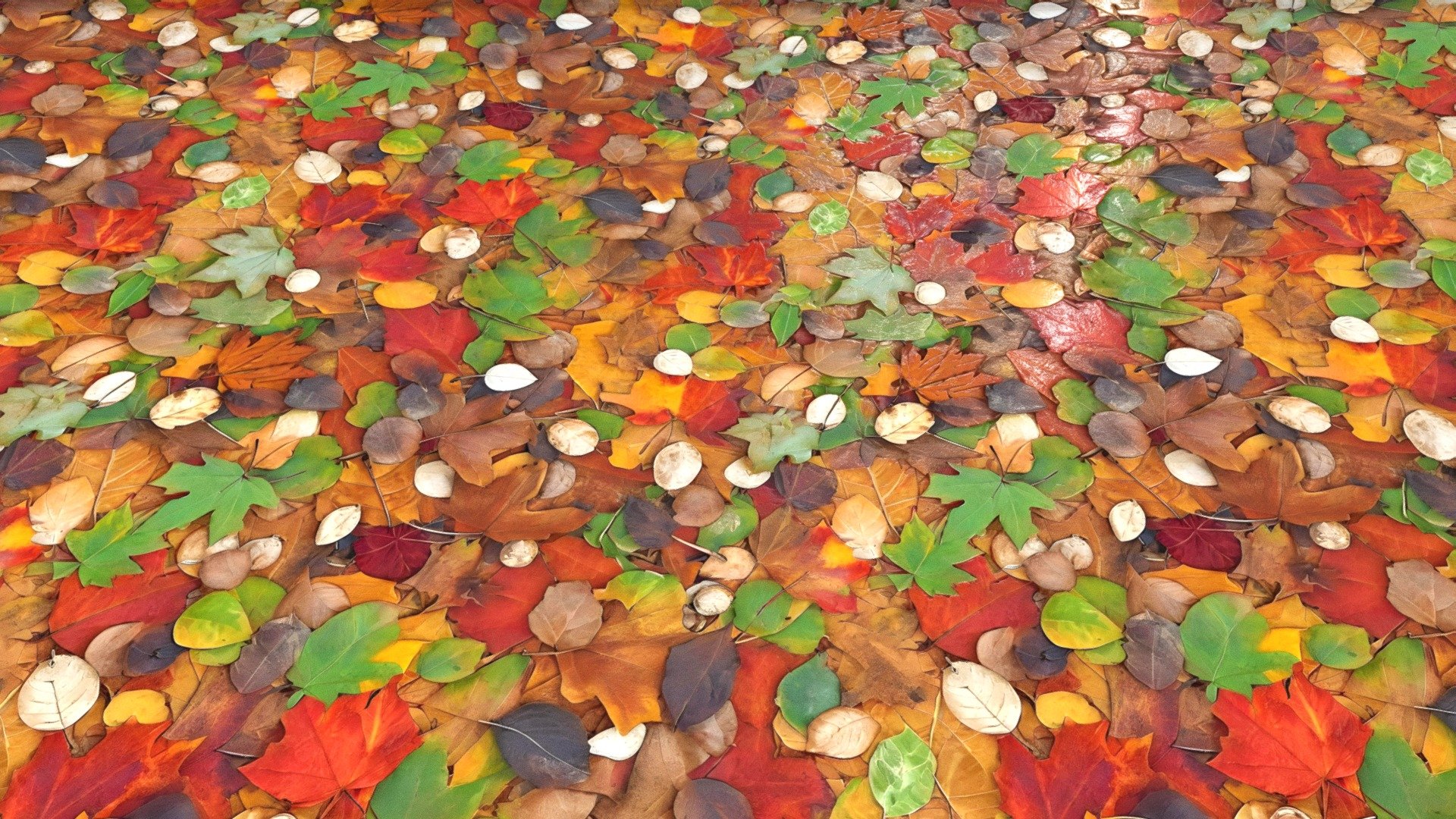 Texture of autumn leaves in various colours - Download Free 3D model by ...