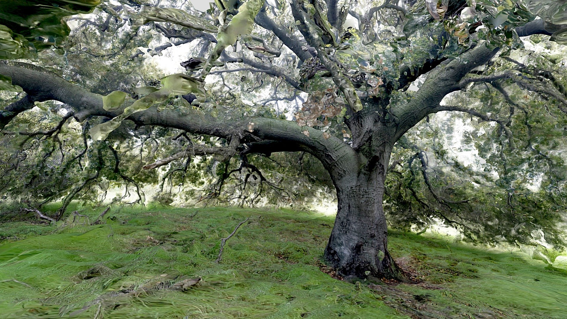 Live Oak, Under the Canopy - 3D model by John Toeppen (@toeppen ...