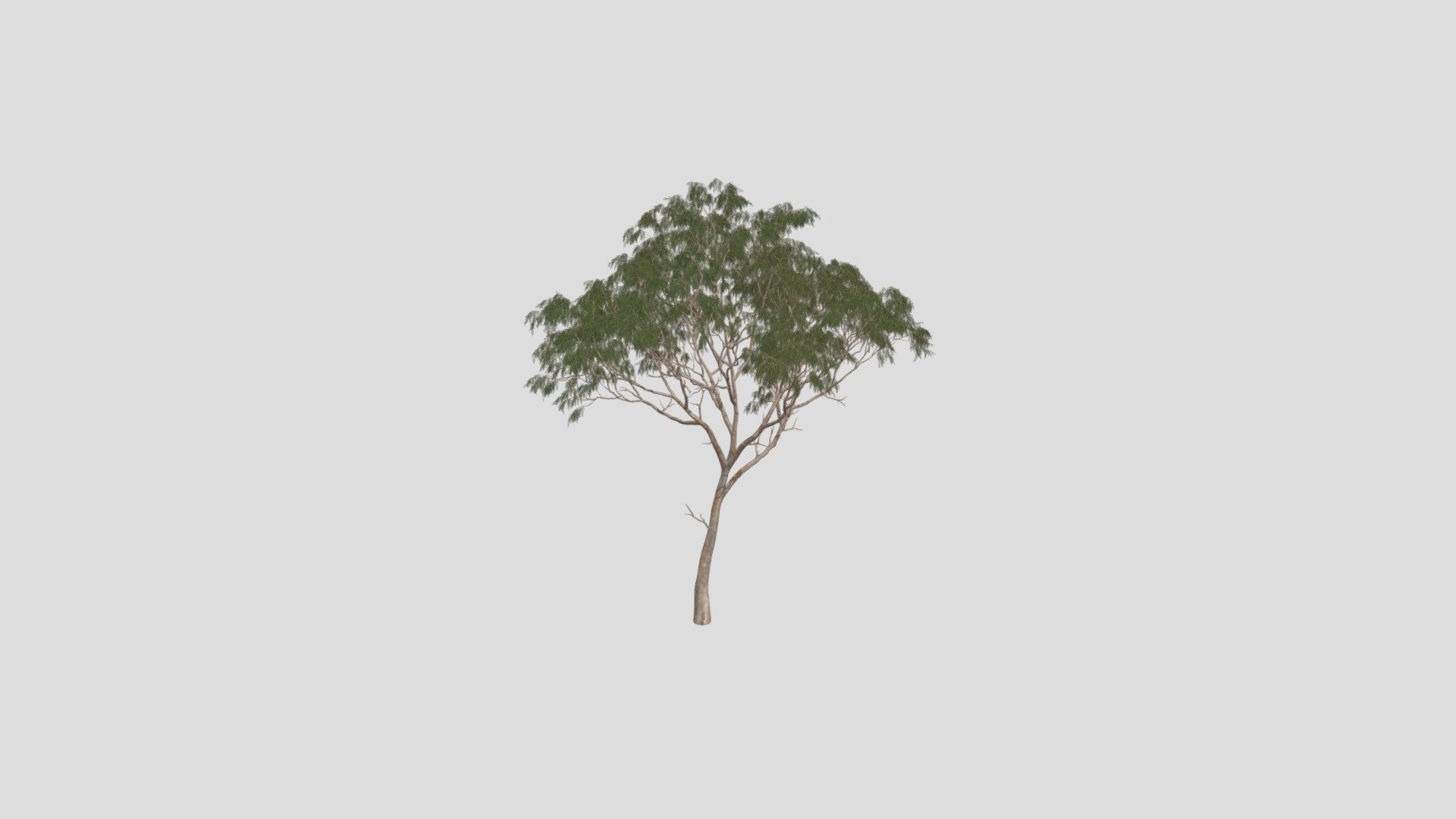 Eucalyptus 8 AM238 Archmodel - Buy Royalty Free 3D model by Evermotion ...
