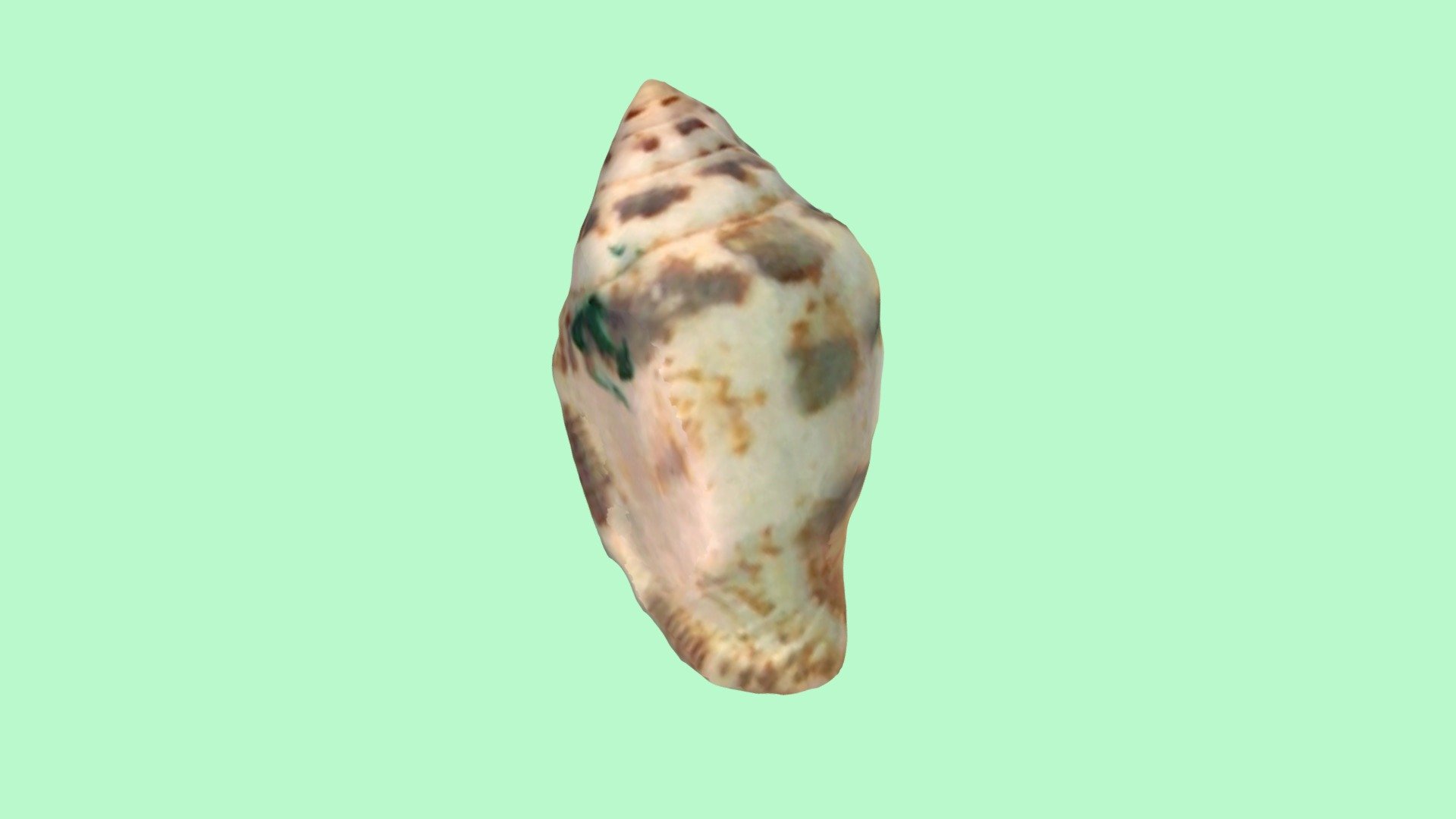 小花瓶鳳凰螺Strombus microurceus - 3D model by CraftsinPengHu (@luperlatw) [e21d0f8] - Sketchfab
