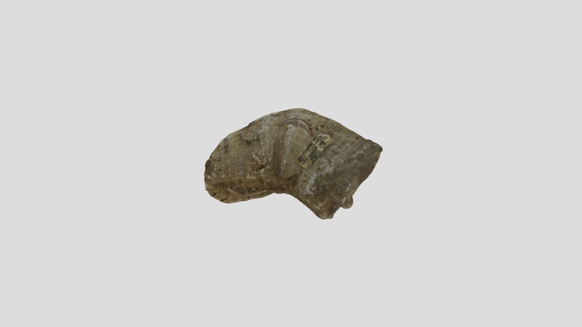 Rudist bivalve - 3D model by Department of Earth Sciences, UCL (@es-ucl ...