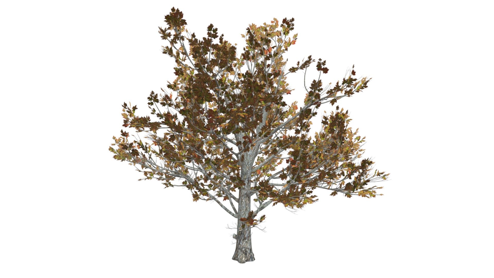Sugar Maple Tree (Fall) #04 - Buy Royalty Free 3D model by meshshape ...