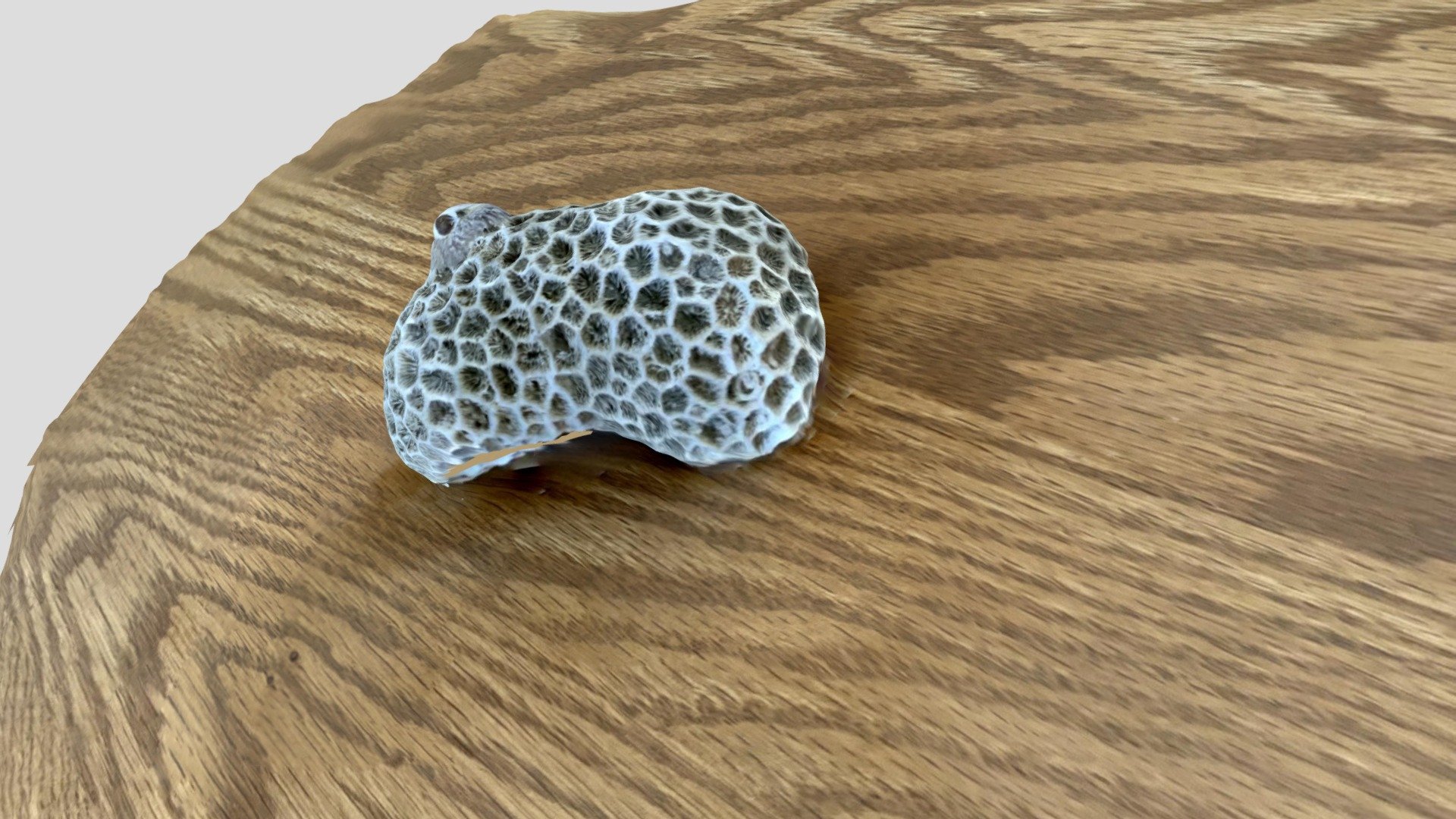 Scan #24: Coral - Download Free 3D model by id_r_mcgregor [e221c60 ...