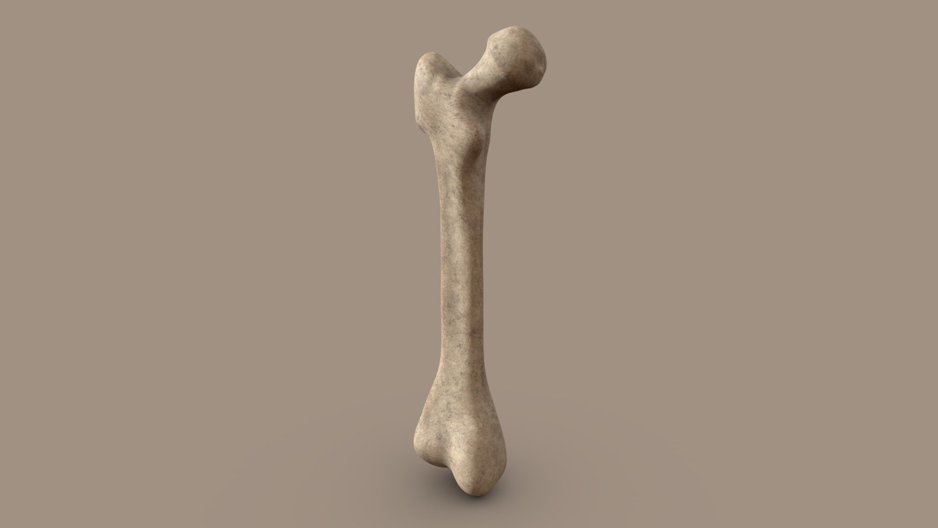 Human Femur - 3D model by Heaney_3D (@thomasheaney) [e222d36] - Sketchfab