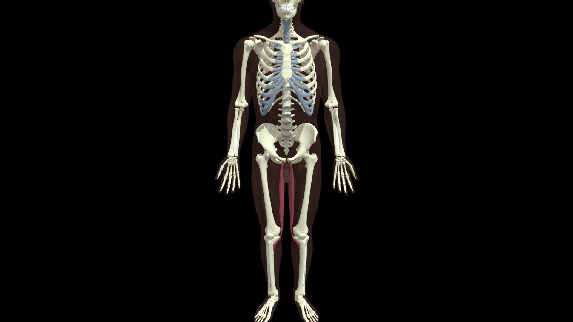Gracilis - Download Free 3D model by Anatomary [e22d99d] - Sketchfab