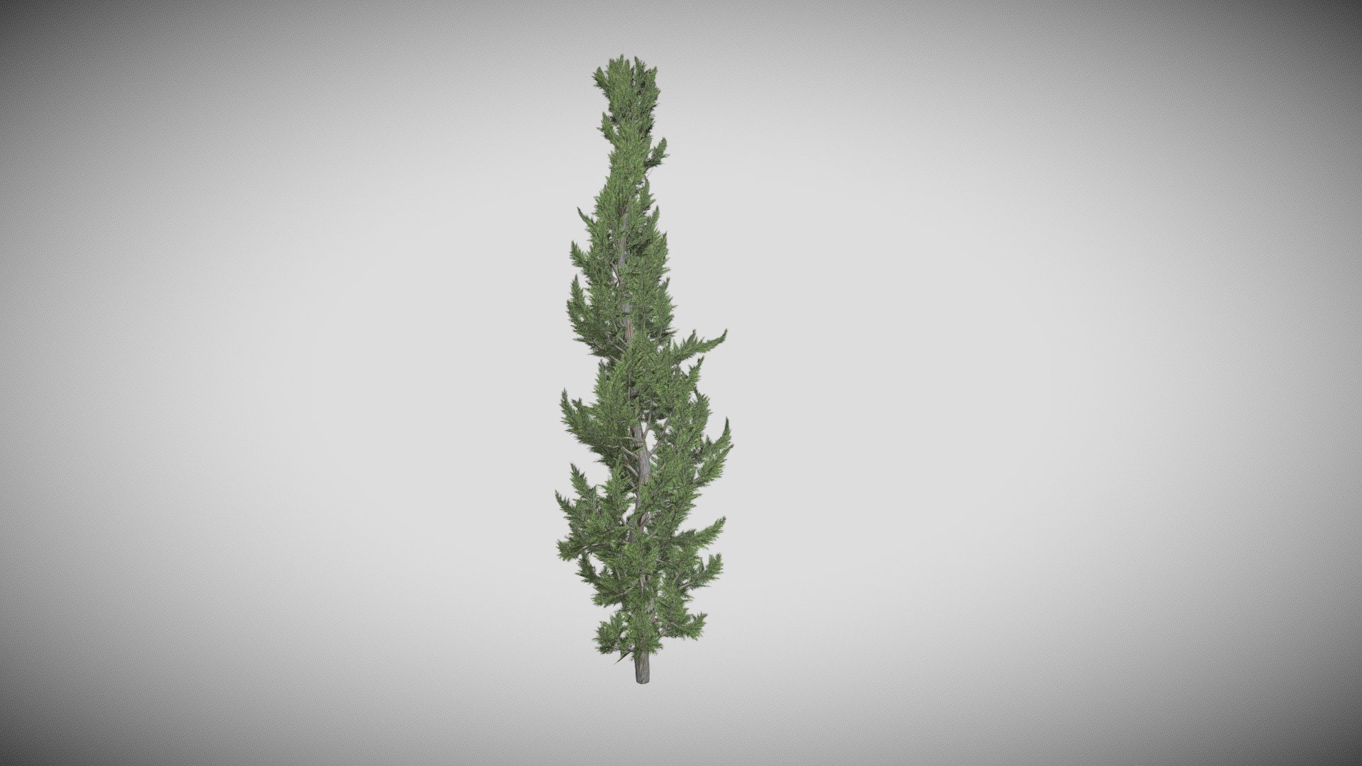 Hollywood Juniper Tree 01 - Buy Royalty Free 3D model by DATEC_Studio ...