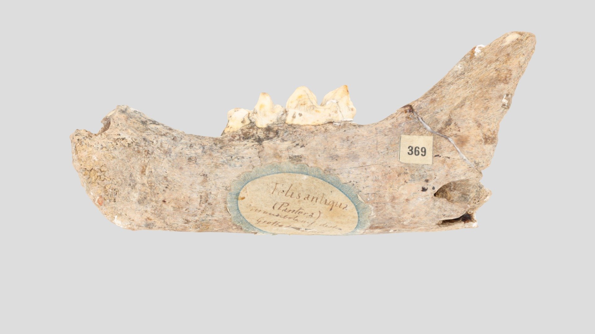 Ice Age leopard jaw - 3D model by SMA-UniGe [e23baf8] - Sketchfab