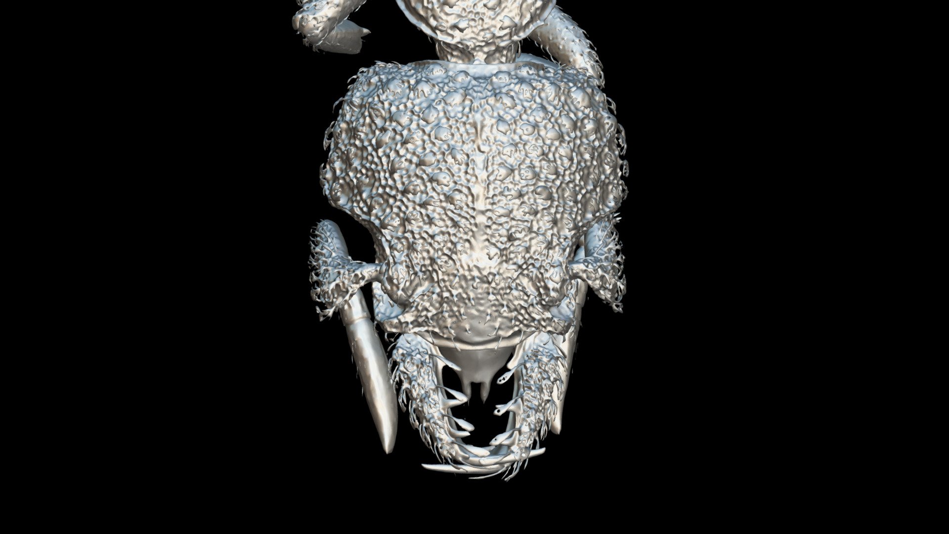 Strumigenys hexamera Worker CASENT0709137 - Download Free 3D model by C ...
