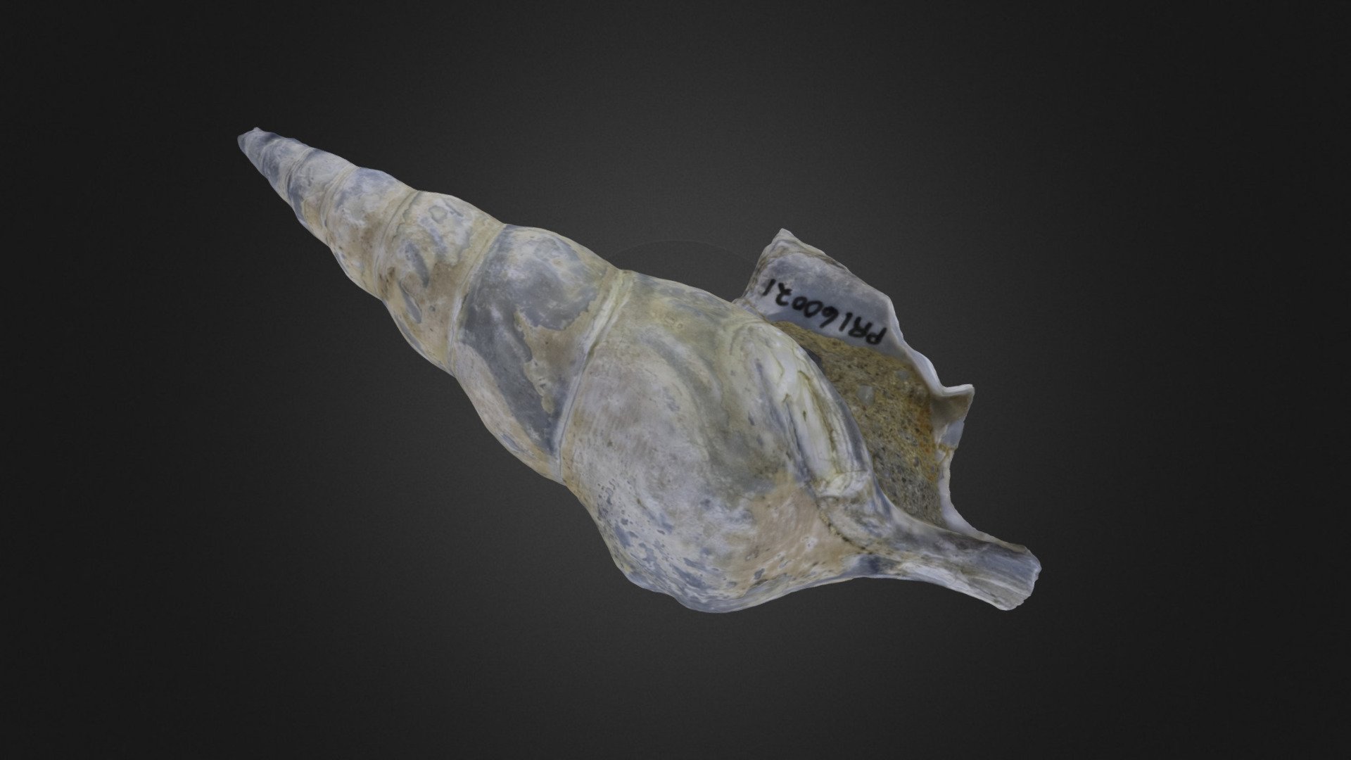 Gastropod: Struthioptera camachoi (PRI 60021) - Download Free 3D model ...