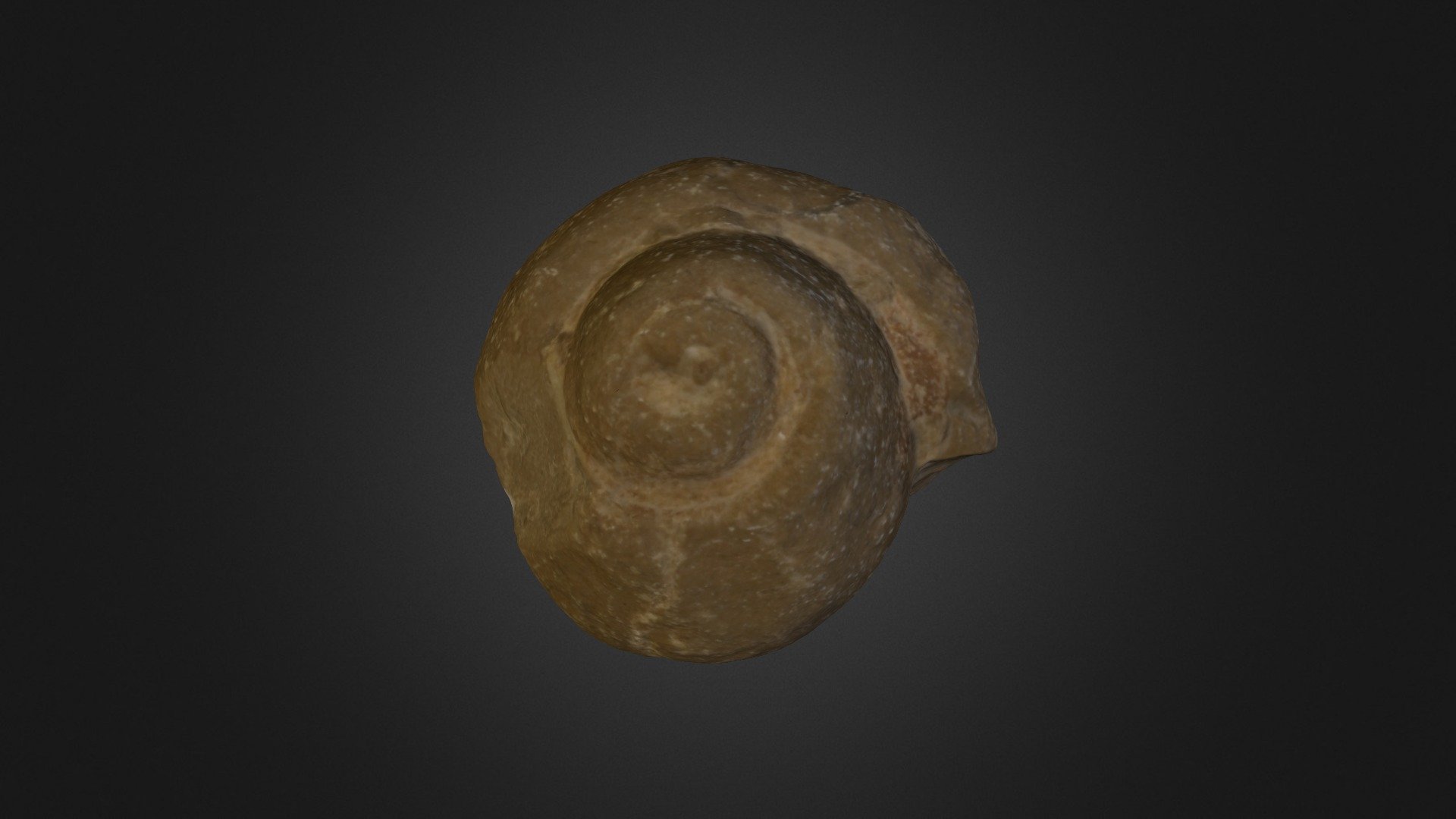 Amonite - 3D model by Pere Manel Martín Serrano (@Arkeofanes) [e2526cb ...