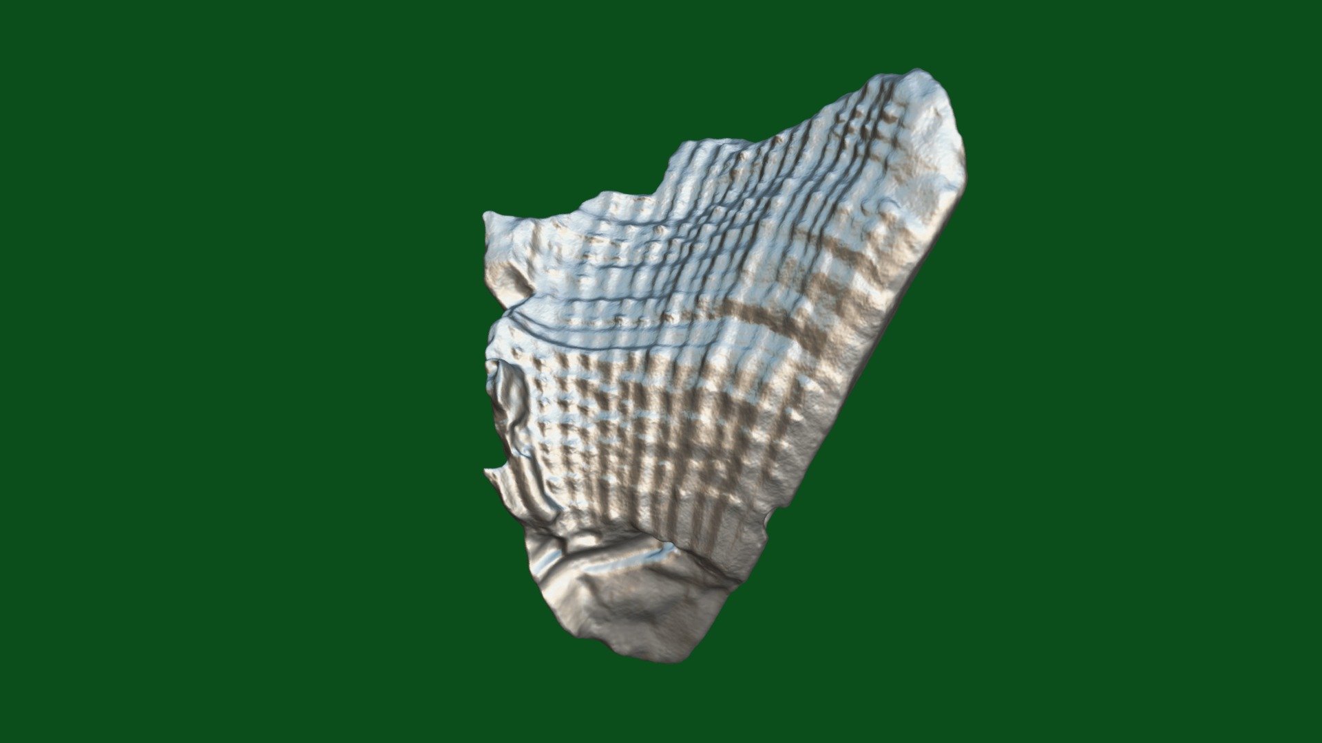 Scallop Shell - Download Free 3D model by Nancy/Lanzi Luo (@Thunk3D-Nancy) [e253d18] - Sketchfab