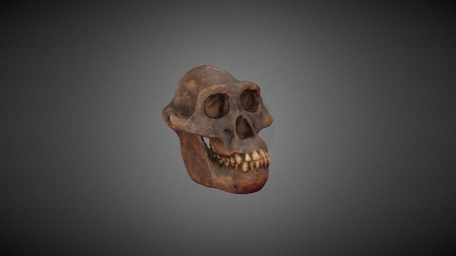 Australopithecus africanus - 3D model by Geospatial and Virtual ...