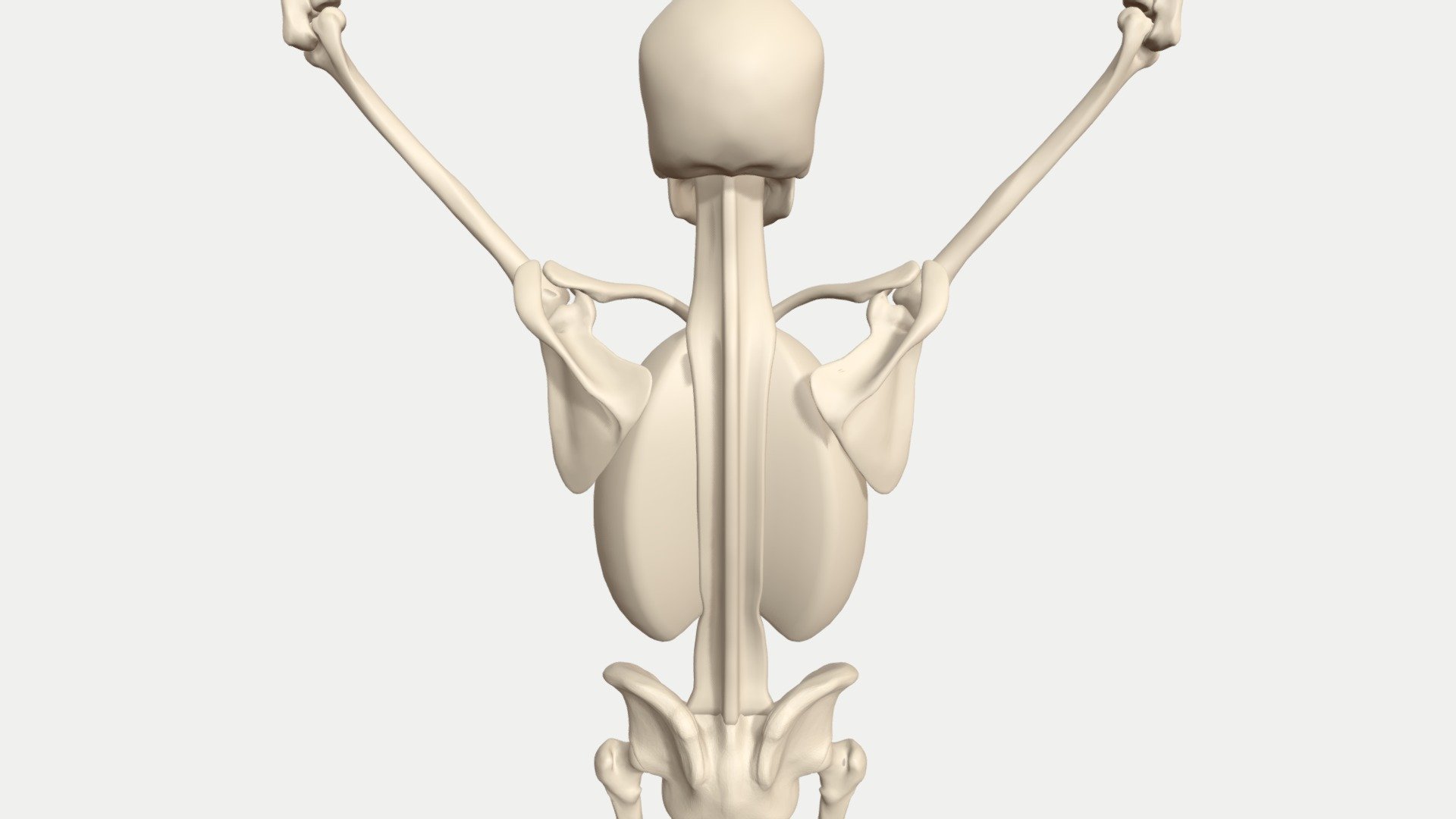 Scapulohumeral rhythm animated skeleton - 3D model by pearsetoomey ...