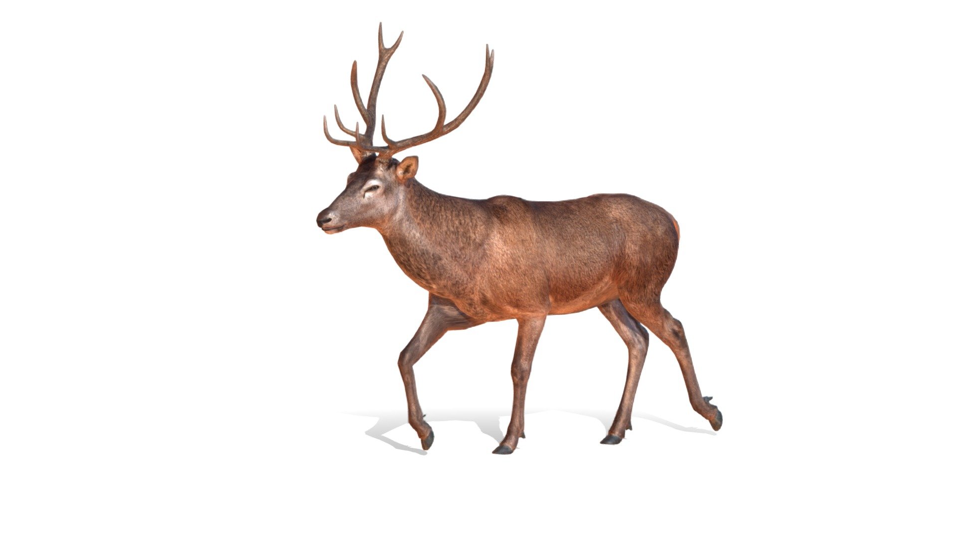 deer_walk_animated-glTF - 3D model by admin122dda [e25c6d4] - Sketchfab