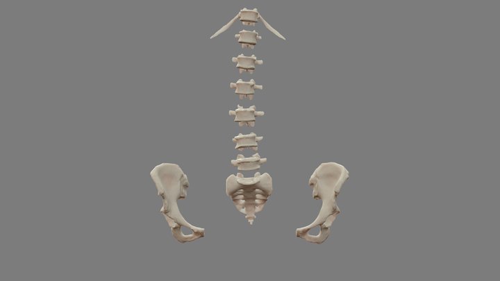 Vertebrae 3D models - Sketchfab