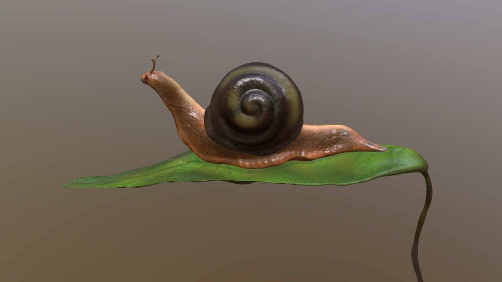 Caracol - 3D model by puceda [e2718ba] - Sketchfab
