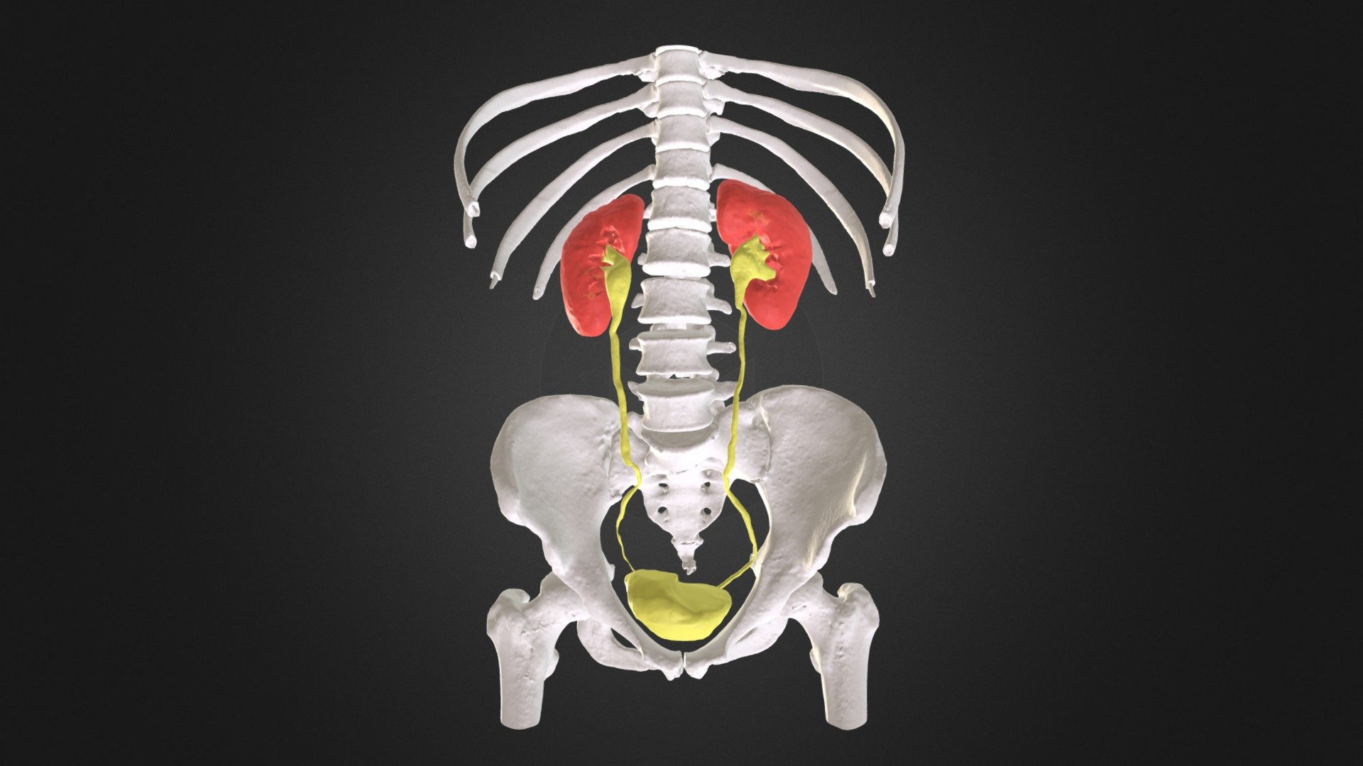 Urinary System - 3D model by yuhuihuang [e273523] - Sketchfab