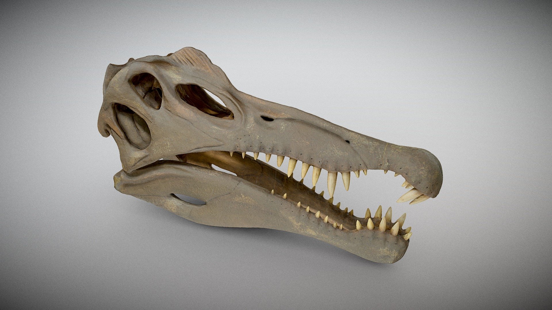 Spinosaur skull (Oxalaia quilombensis) - Download Free 3D model by ...