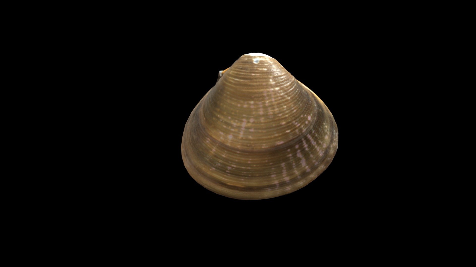 Corbicula largillierti (Philippi,1844) Cerrada - 3D model by Museo de ...