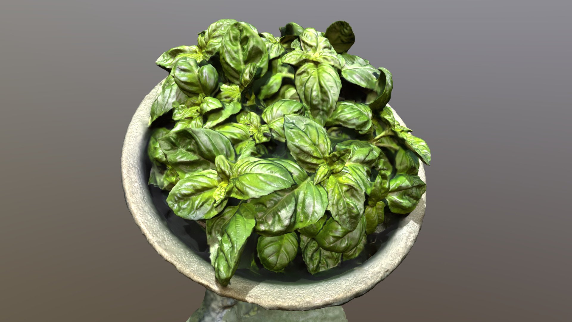 Basil Plant M1 Photogrammetry - 3D model by BitSpaceDevelopment (@bsd3d ...