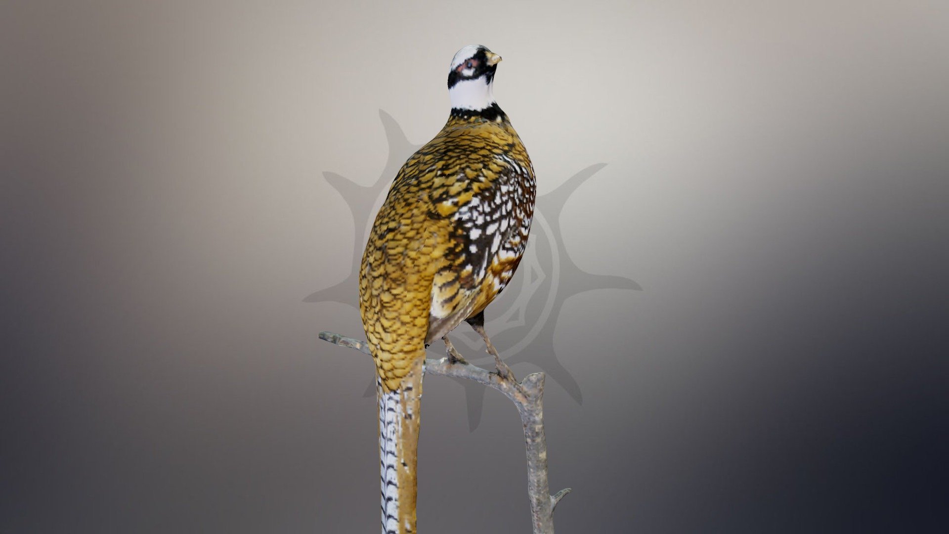 Королевский фазан | Royal pheasant - 3D model by darwinmuseum.ru ...