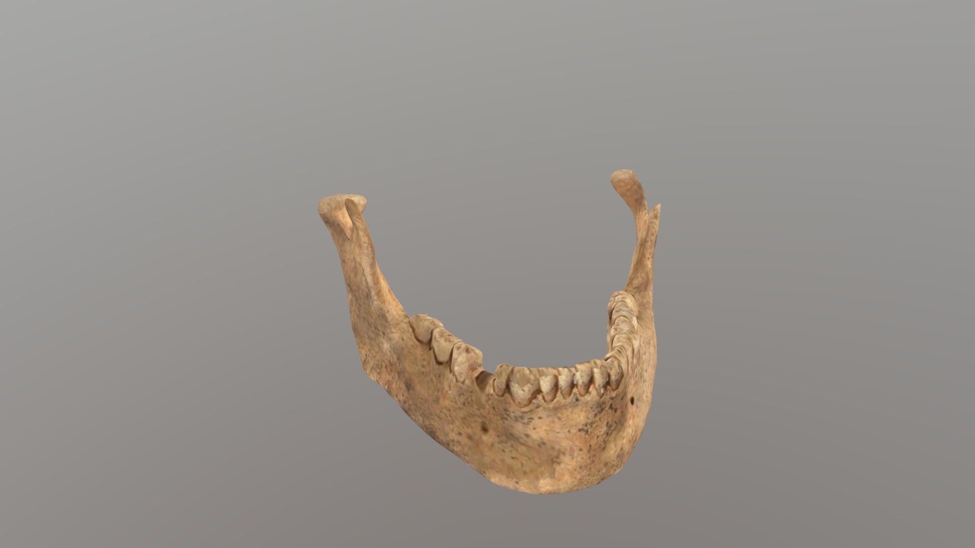 St Nicholas Kirk Skeleton SK697 Mandible - Download Free 3D model by ...