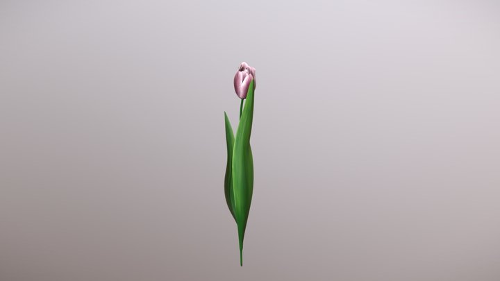 Tulip 3D models - Sketchfab