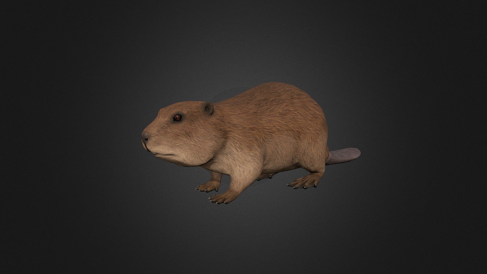 Beaver - Buy Royalty Free 3D model by Rifat3D [e2807c1] - Sketchfab Store