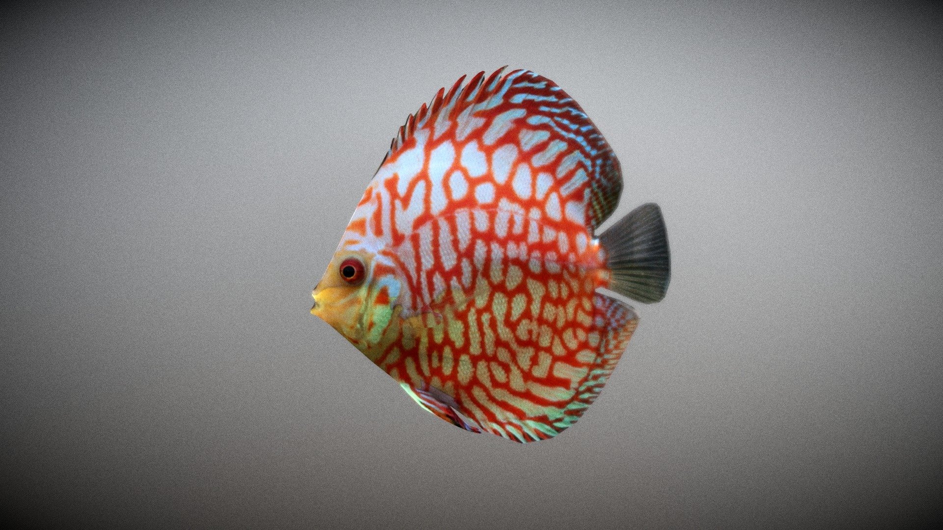 Discus 3 - Download Free 3D model by Comitre [e284e18] - Sketchfab