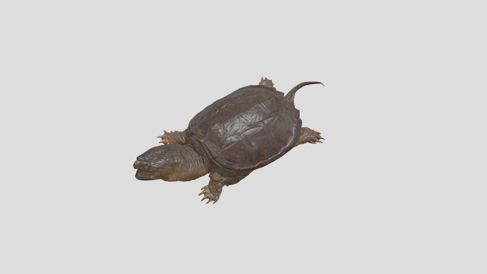 snapping-turtle (1) - 3D model by 1174123fab [e287155] - Sketchfab