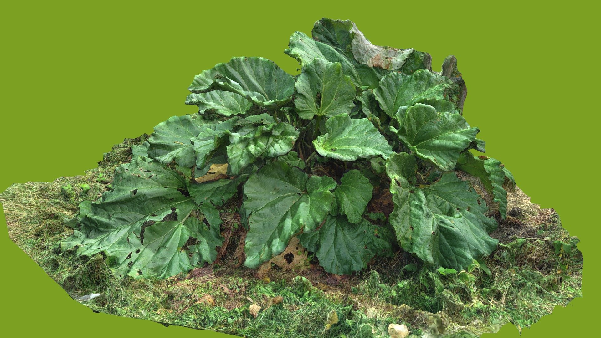 Rhubarbe - Download Free 3D model by Taniajune [e28afdb] - Sketchfab